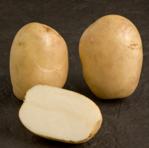 Pentland Javelin Potatoes: Exquisite Potato Breed - Bazaareye